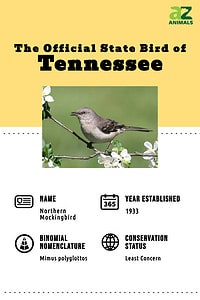 Discover the Official State Bird of Tennessee - A-Z Animals