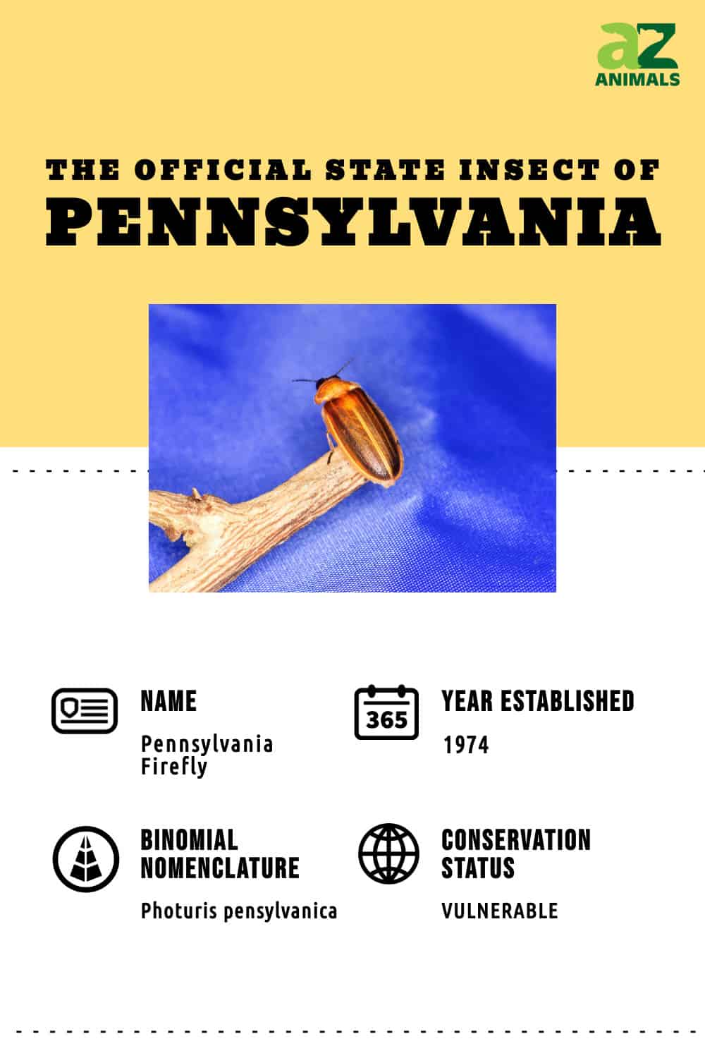 Discover the Official Pennsylvania State Insect - A-Z Animals