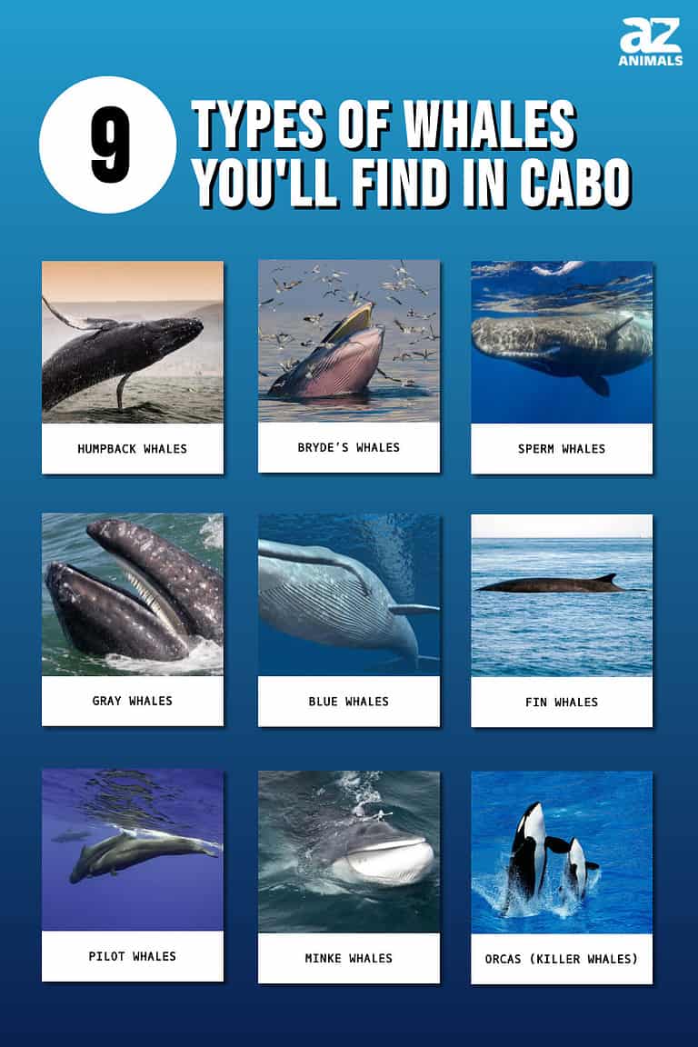 9 Types of Whales You'll Find in Cabo (And When to See Each)