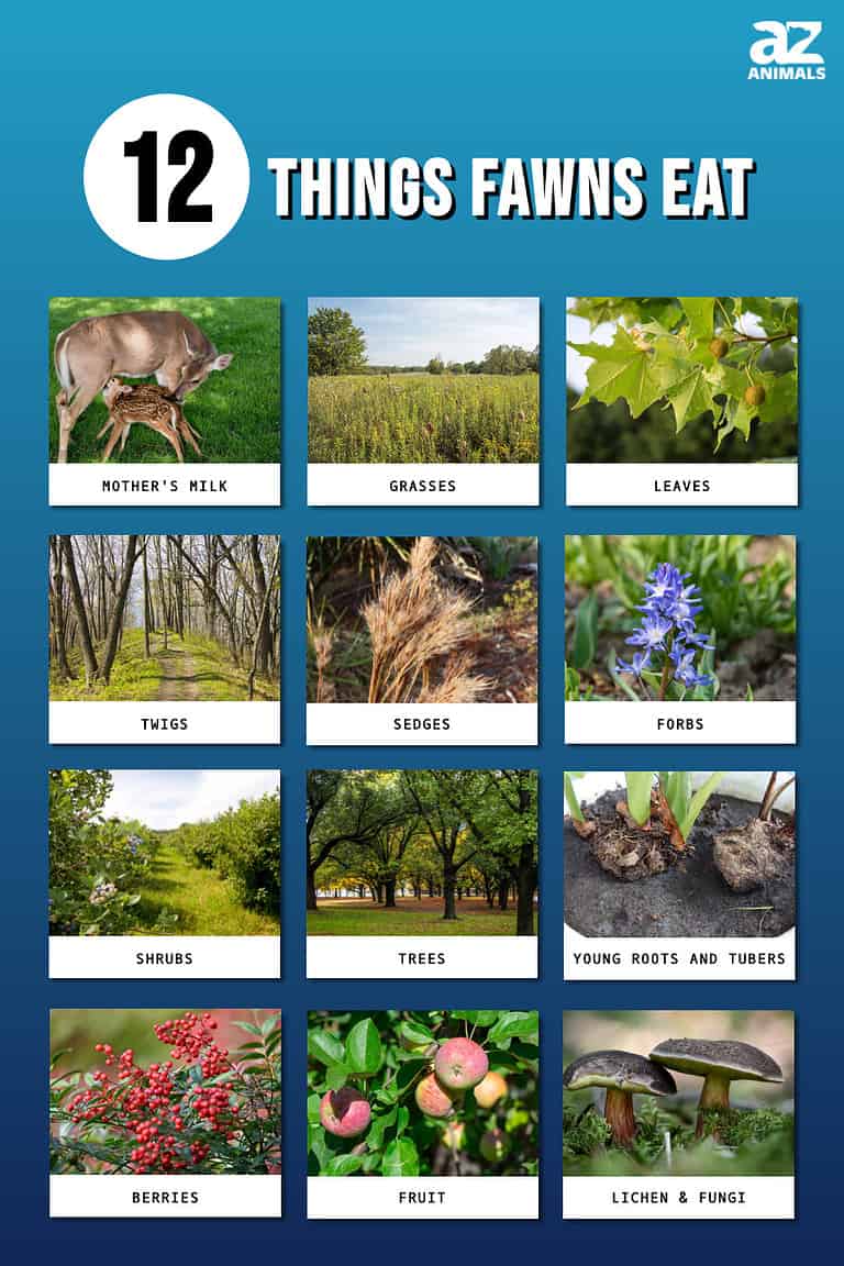 What Do Fawns Eat? - A-Z Animals