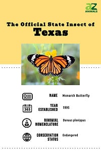 Discover the Official State Insect of Texas - A-Z Animals