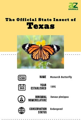 Discover the Official State Insect of Texas - A-Z Animals