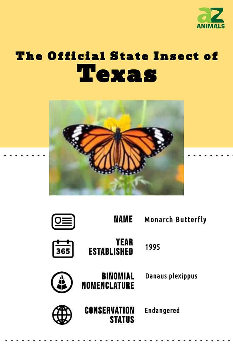 Discover the Official State Insect of Texas - A-Z Animals