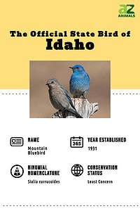 Discover the Official State Bird of Idaho - A-Z Animals
