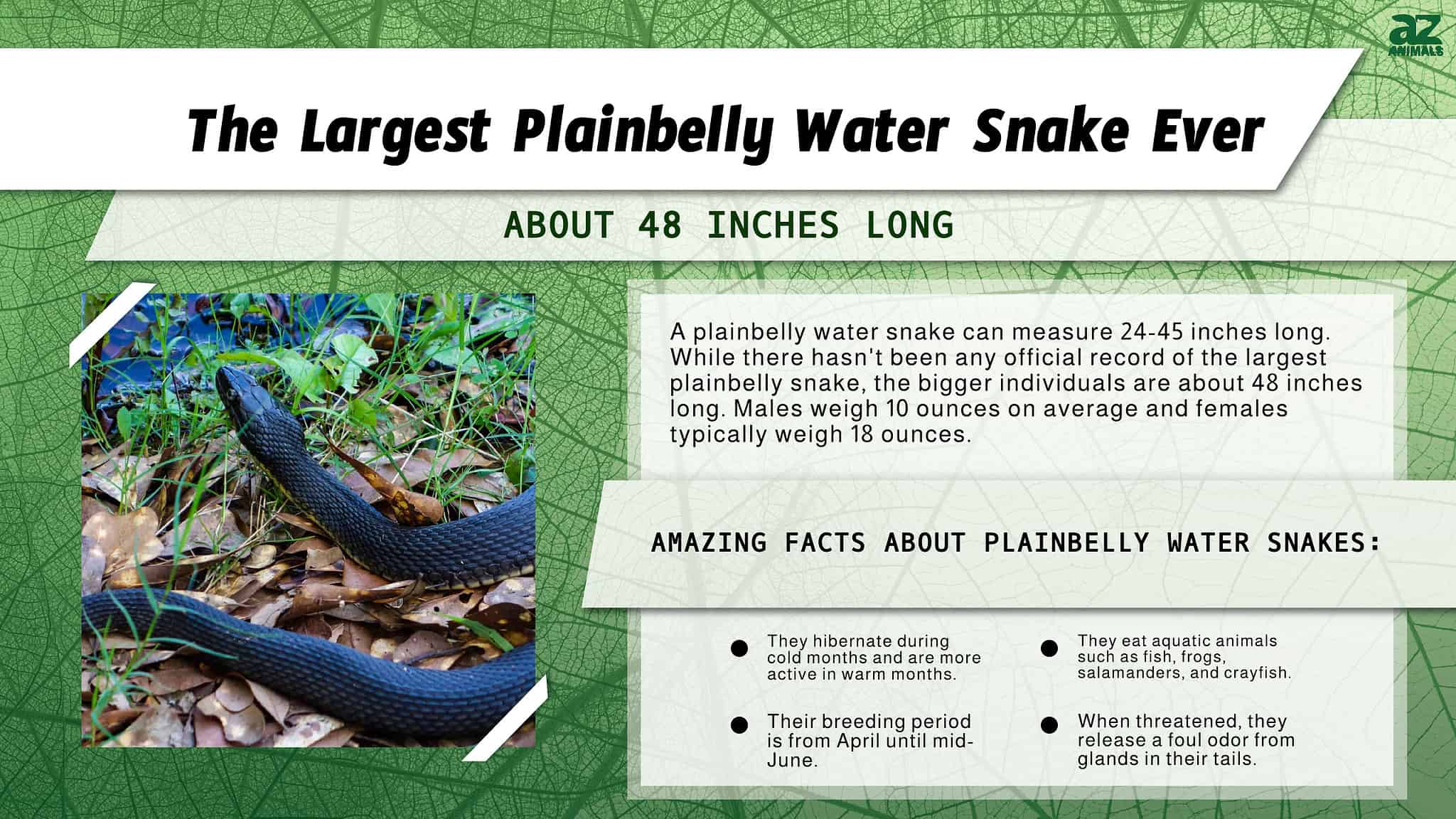 Discover the Largest Plain-Bellied Water Snake Ever Recorded - A-Z Animals