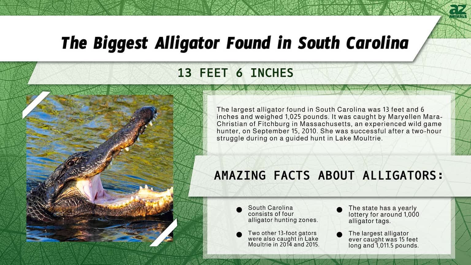 South Carolina’s Biggest Gator Was Over 13 Feet Long! - A-Z Animals ...
