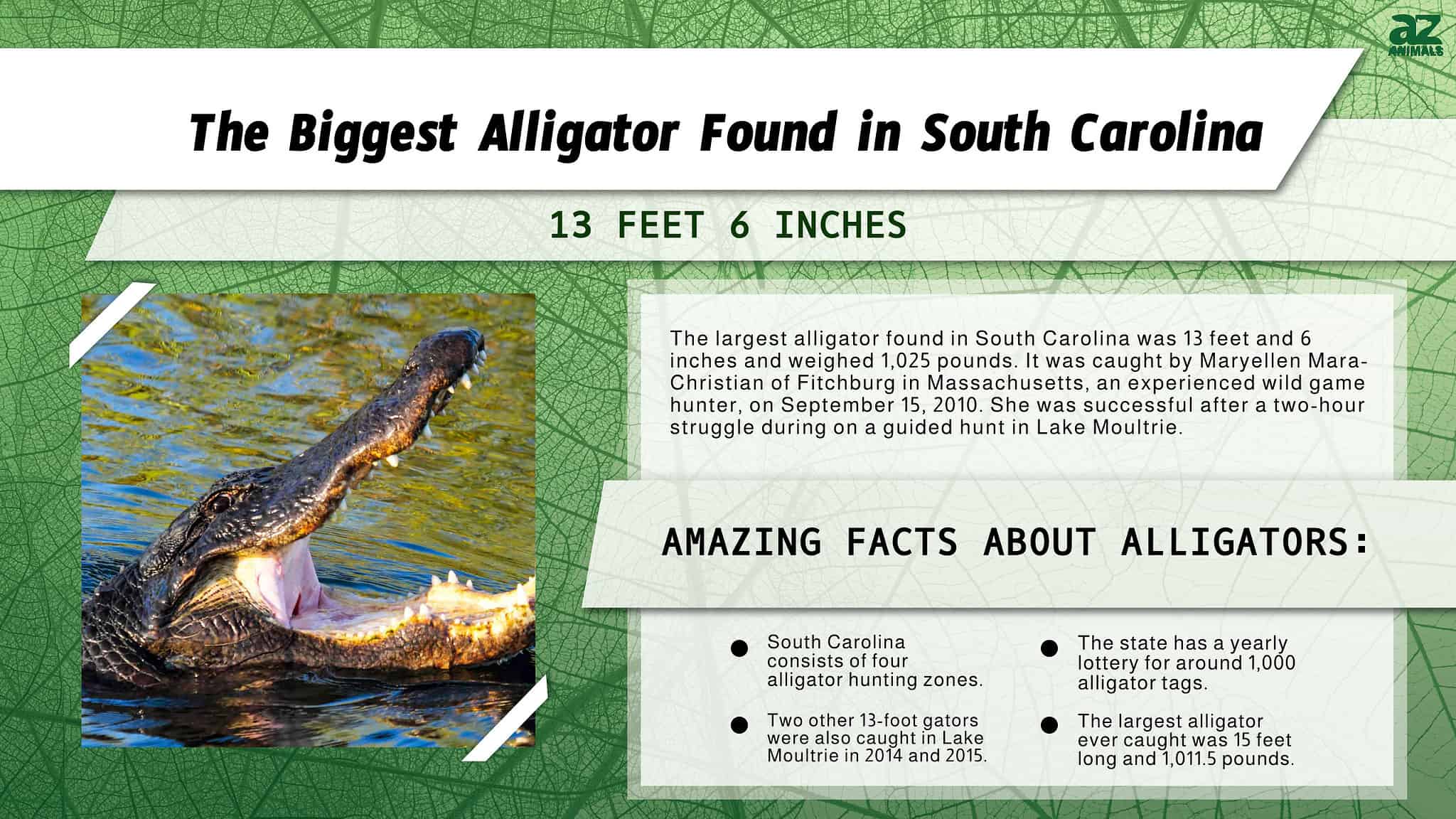 South Carolina’s Biggest Gator Was Over 13 Feet Long! - A-Z Animals ...