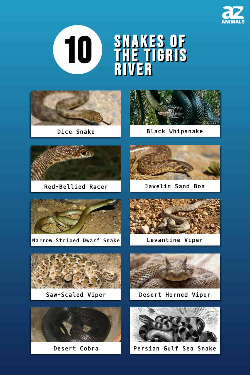 Meet 10 Snakes of the Tigris River - A-Z Animals