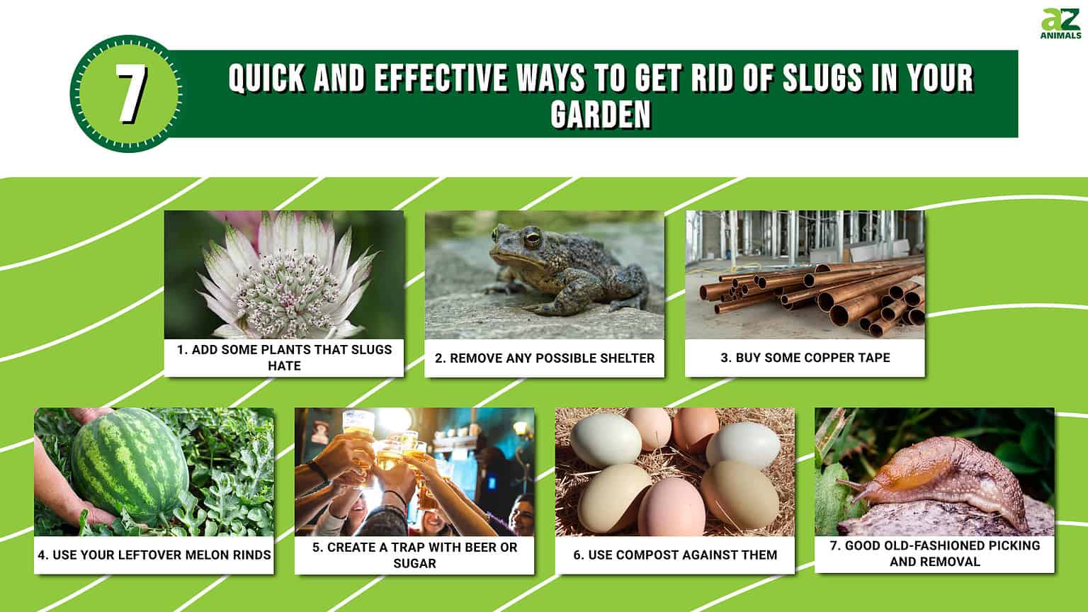 7 Quick and Effective Ways to Get Rid of Slugs in Your Garden - A-Z Animals