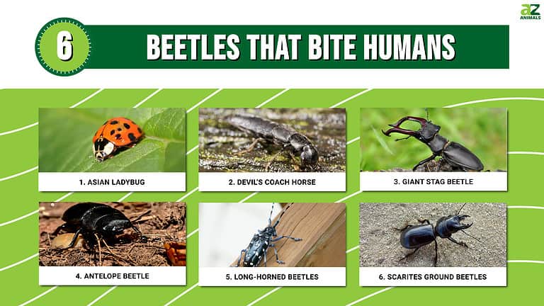 Discover 6 Beetles That Bite - A-Z Animals