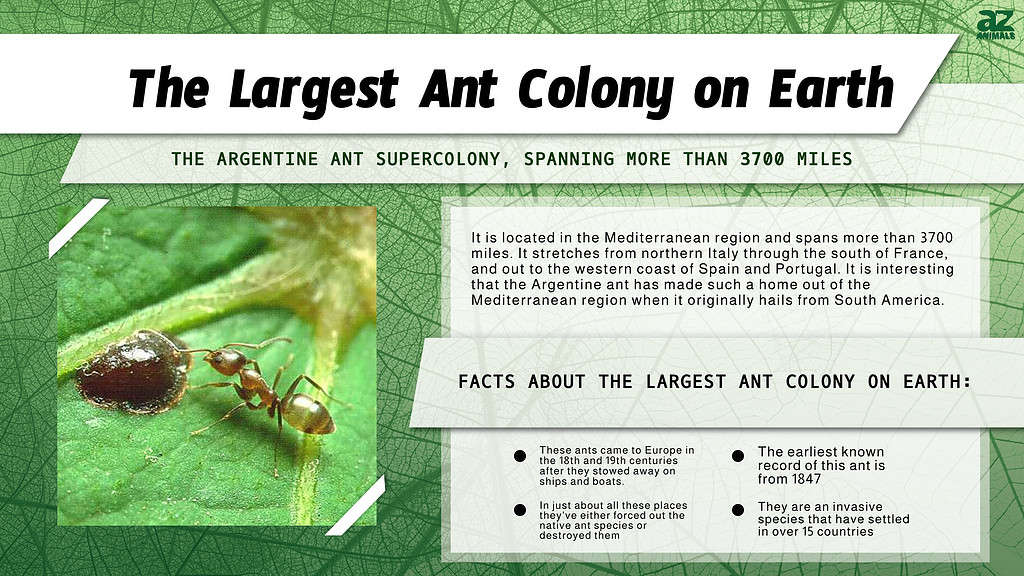 The Largest Ant Colony on Earth Spans Over 3,700 Miles! - A-Z Animals ...