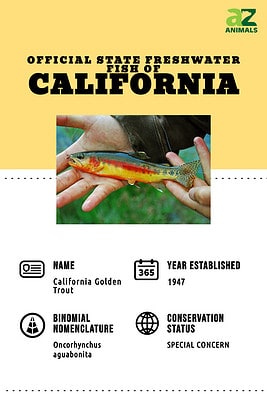 Discover the Official California State Freshwater Fish (And Where You ...