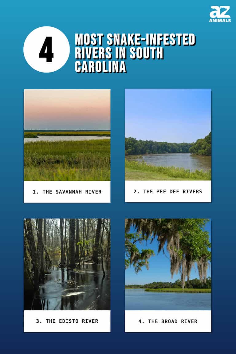 The 4 Most Snake-Infested Rivers in South Carolina - A-Z Animals