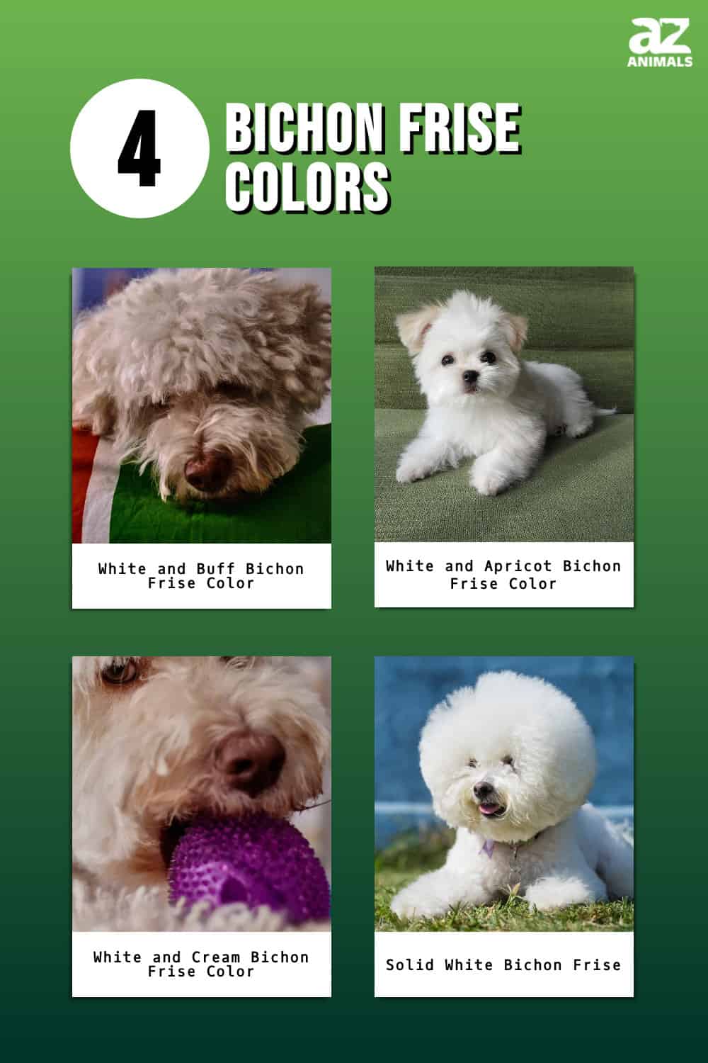 Bichon Frise Colors: Rarest to Most Common - A-Z Animals