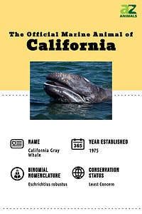 Discover the Official California State Marine Mammal - A-Z Animals