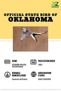 Discover the Official State Bird of Oklahoma - A-Z Animals