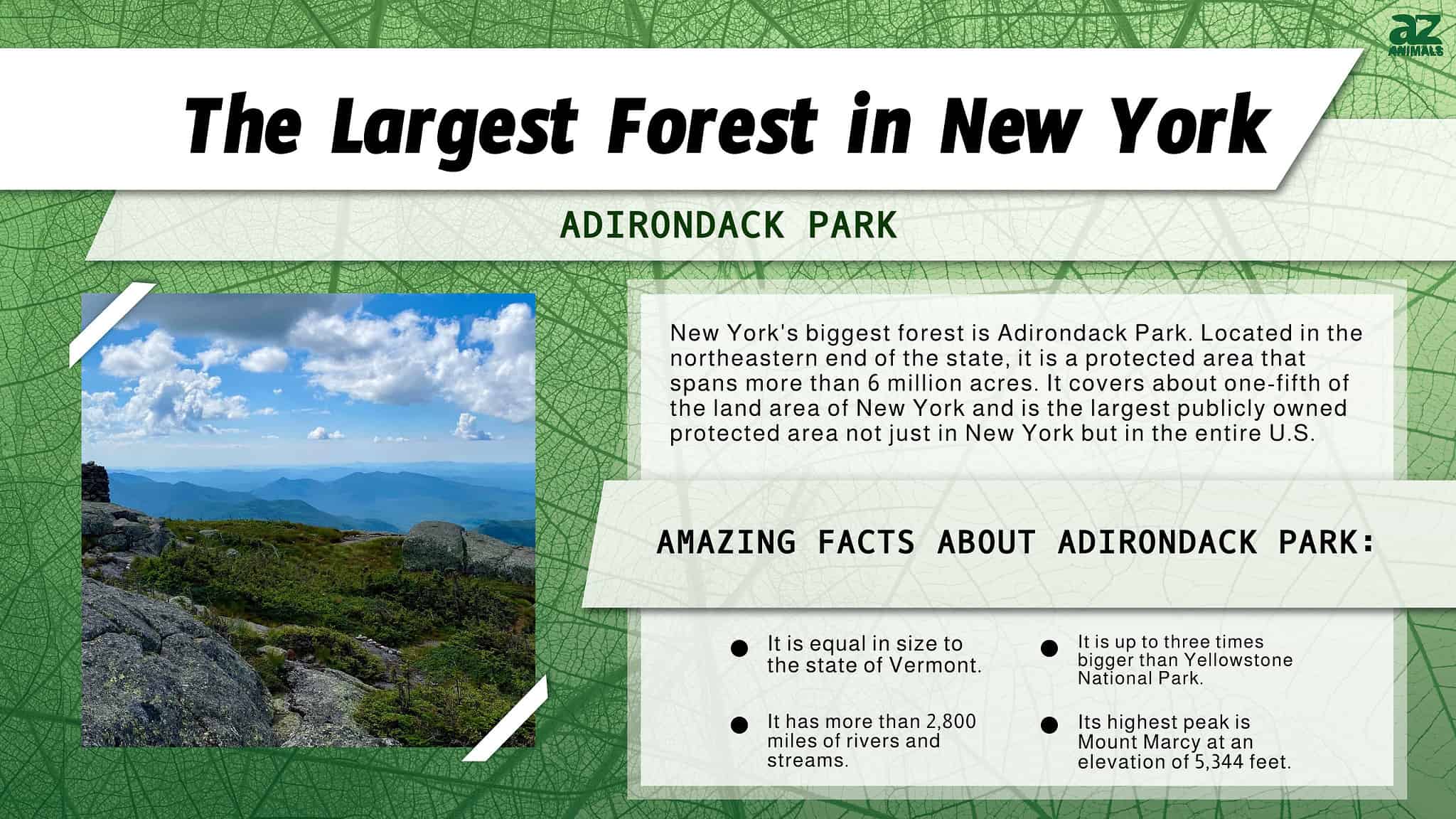 Discover the Largest Forest in New York (And What Lives Within It) - A ...