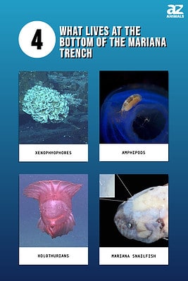 What Lives at The Bottom of The Mariana Trench? - A-Z Animals