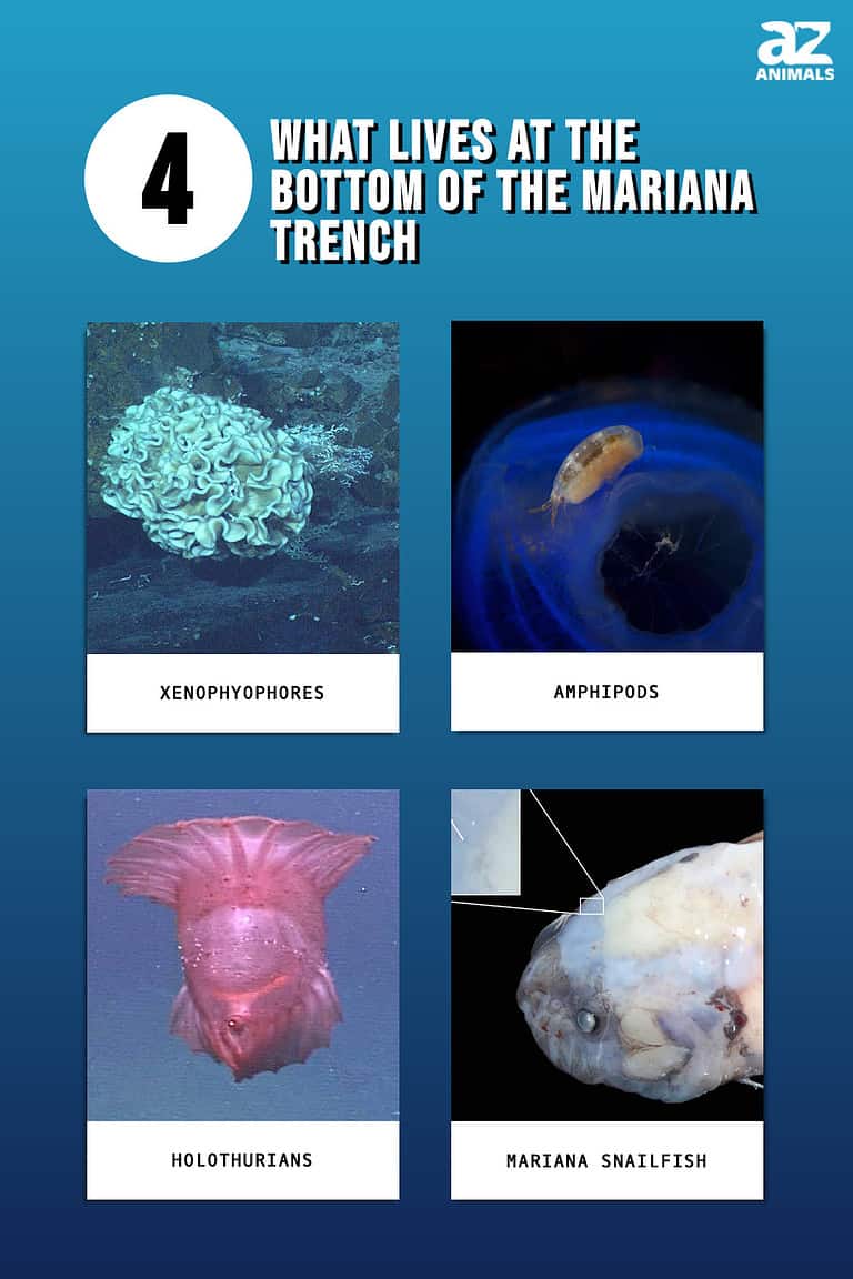 What Lives at The Bottom of The Mariana Trench? - A-Z Animals