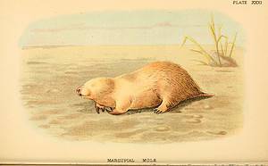 What Is a Marsupial? Definition, Types, and Important Facts - A-Z Animals