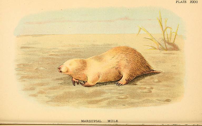 Their 3-Week Mating Frenzy Routinely Kills This Marsupial - A-Z Animals
