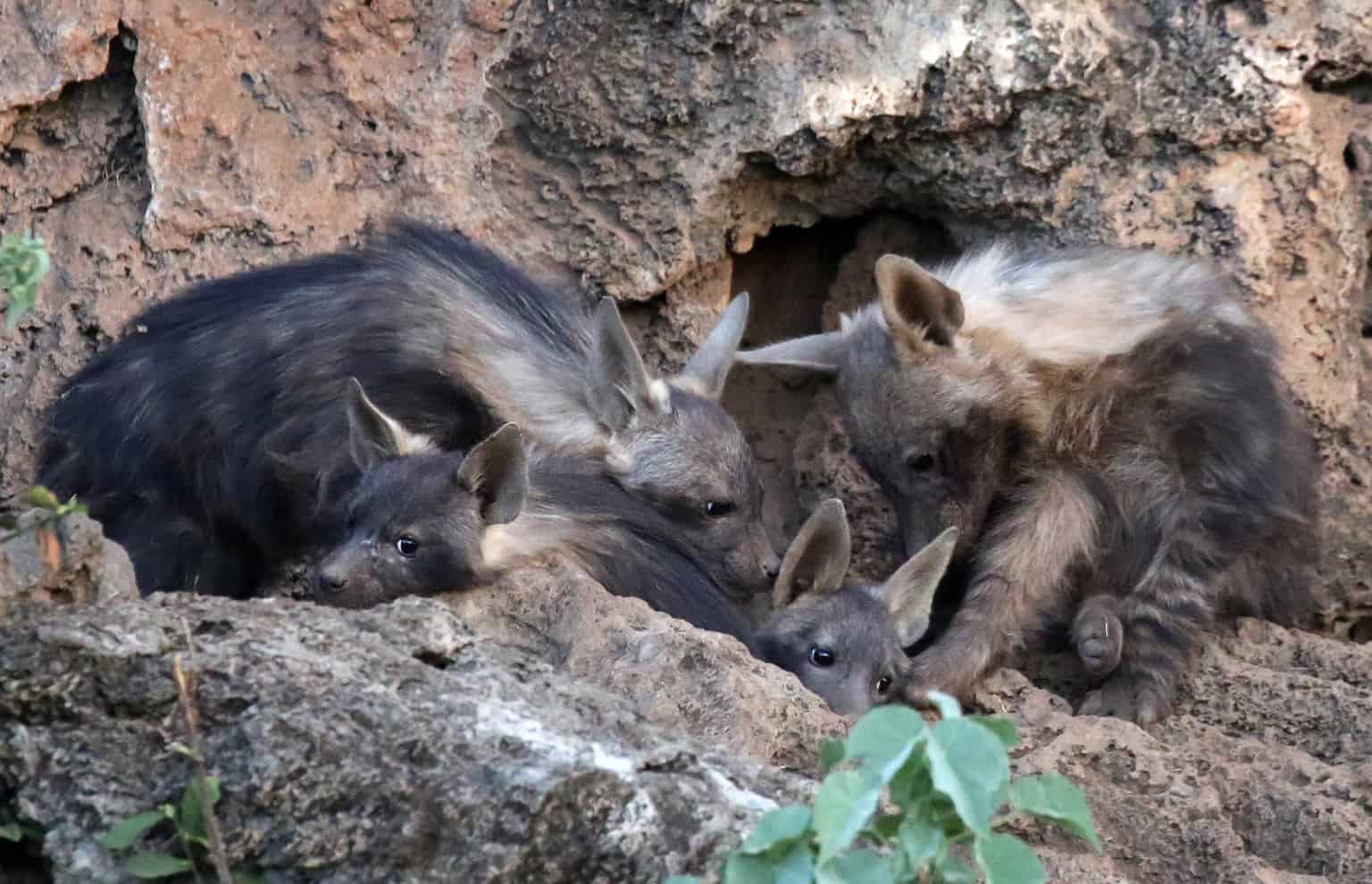 Baby Hyena: 11 Pictures and 10 Amazing Facts - A-Z Animals