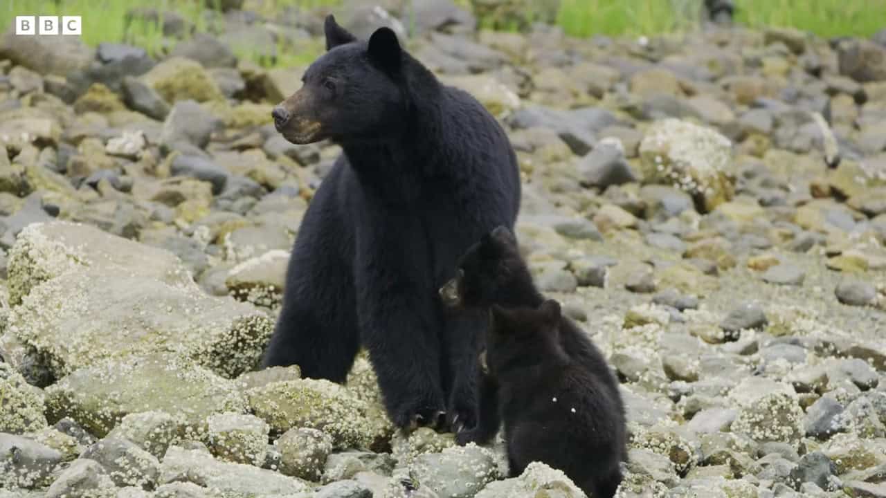 Tiny Bear Cubs Experience Their First Beach Day, Digging Up Snacks and ...