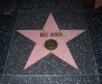 Discover Big Bird's Age, Height, and What Kind of Bird He is - A-Z Animals