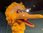 Discover Big Bird's Age, Height, and What Kind of Bird He is - A-Z Animals