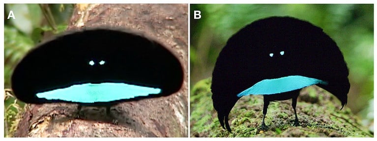 This Bird's Mating Dance is Disco-Worthy - A-Z Animals