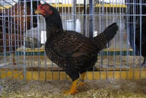 26 Chicken Breeds That Lay Brown Eggs - A-Z Animals