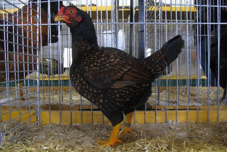 The 9 Worst Chicken Breeds You Should Avoid - A-Z Animals