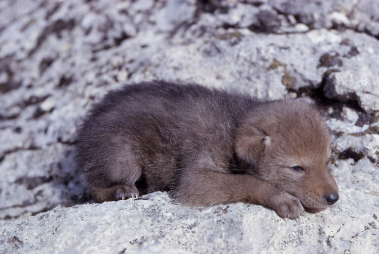 Baby Coyote Pup: 11 Pictures and 10 Incredible Facts - A-Z Animals