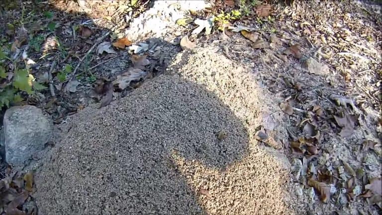 What Happens When a Man Pokes a Massive Fire Ant Hill? - A-Z Animals