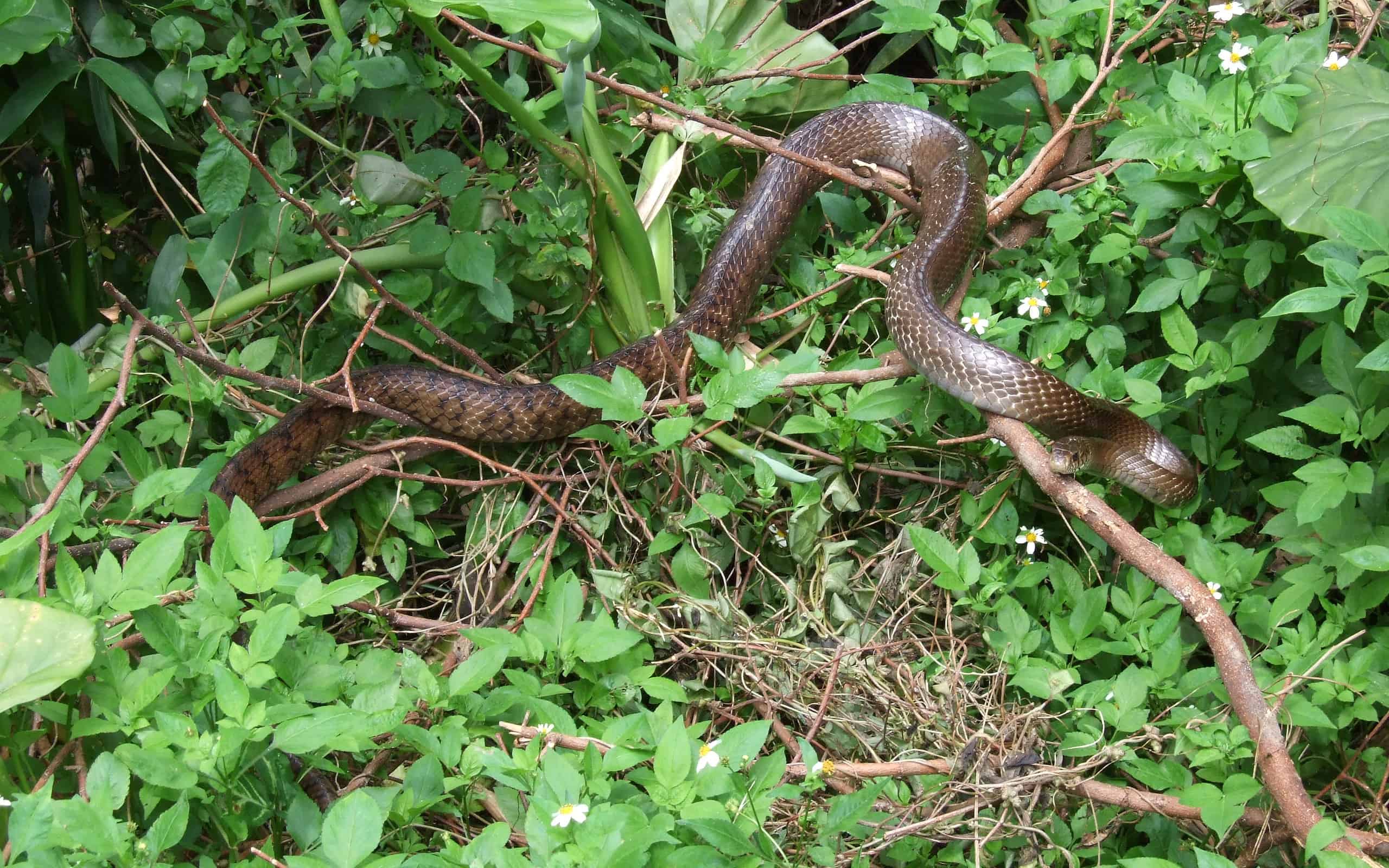 Peppermint Repels These Pesky Animals - A-Z Animals Slideshows