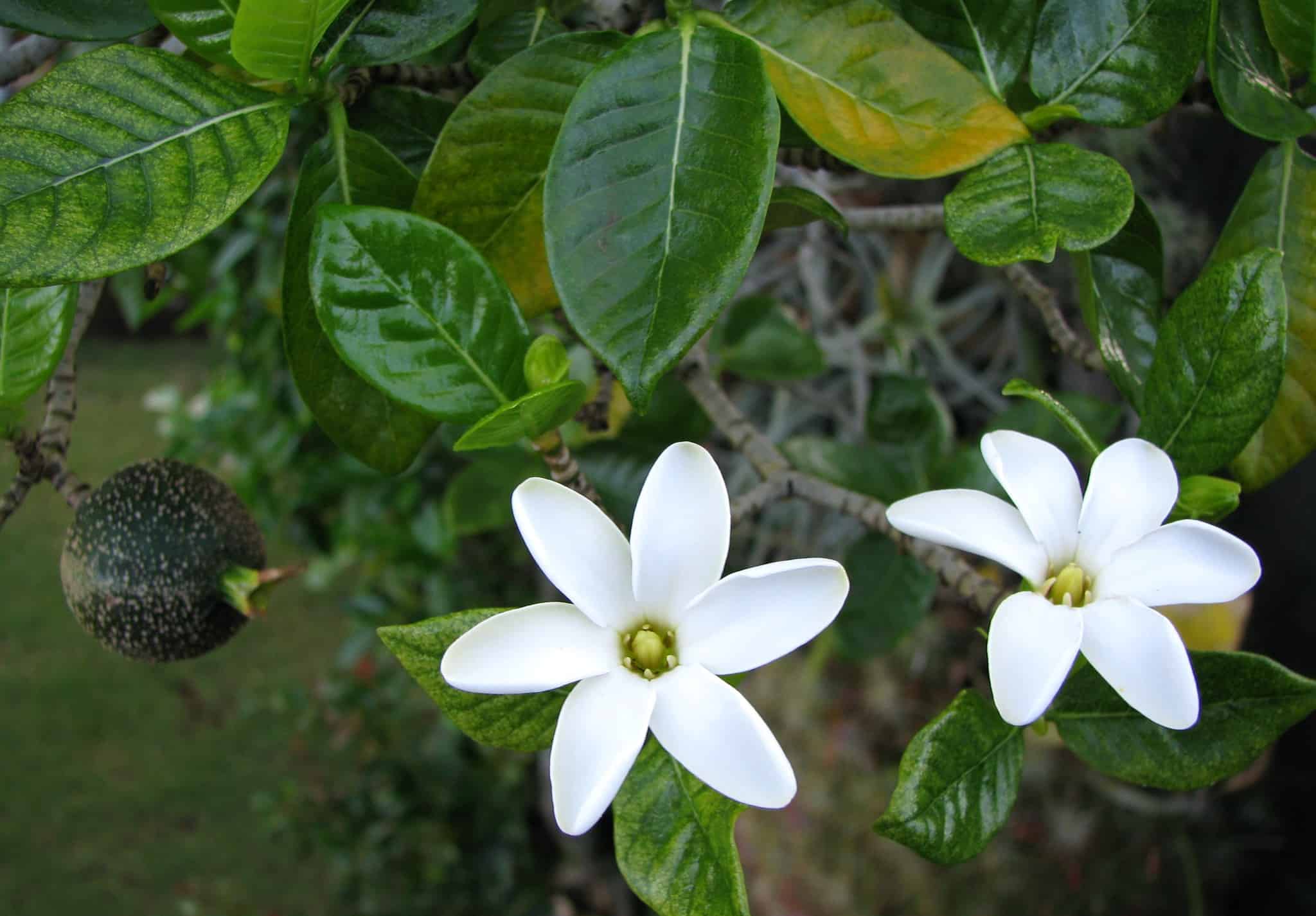 The 11 Most Iconic Trees Native to Hawaii - A-Z Animals