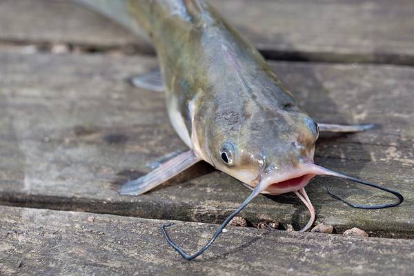 Fishing in California's Lake Elsinore: 6 Epic Fish You Might Catch - A ...