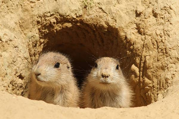 Do Prairie Dogs Make Good Pets? Discover the Pros and Cons - A-Z Animals