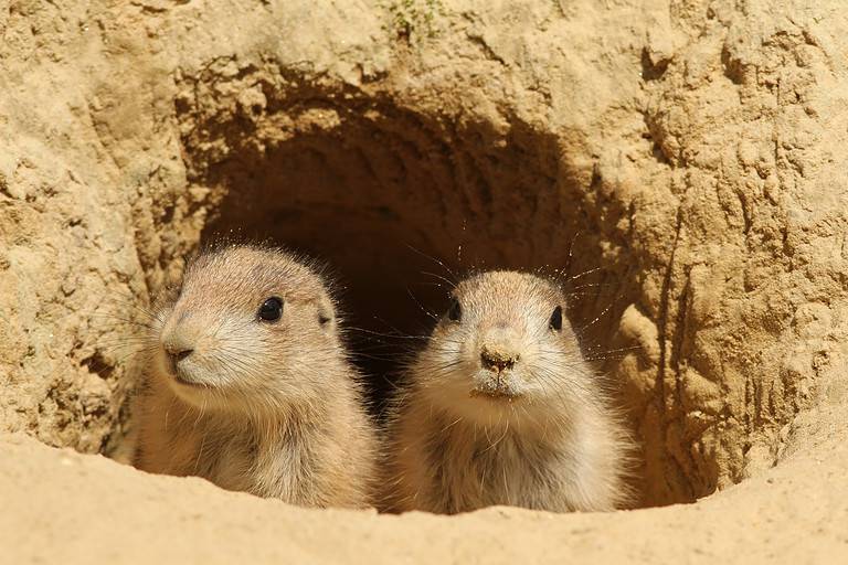 Inside the Complex Underground Homes of Prairie Dogs - A-Z Animals