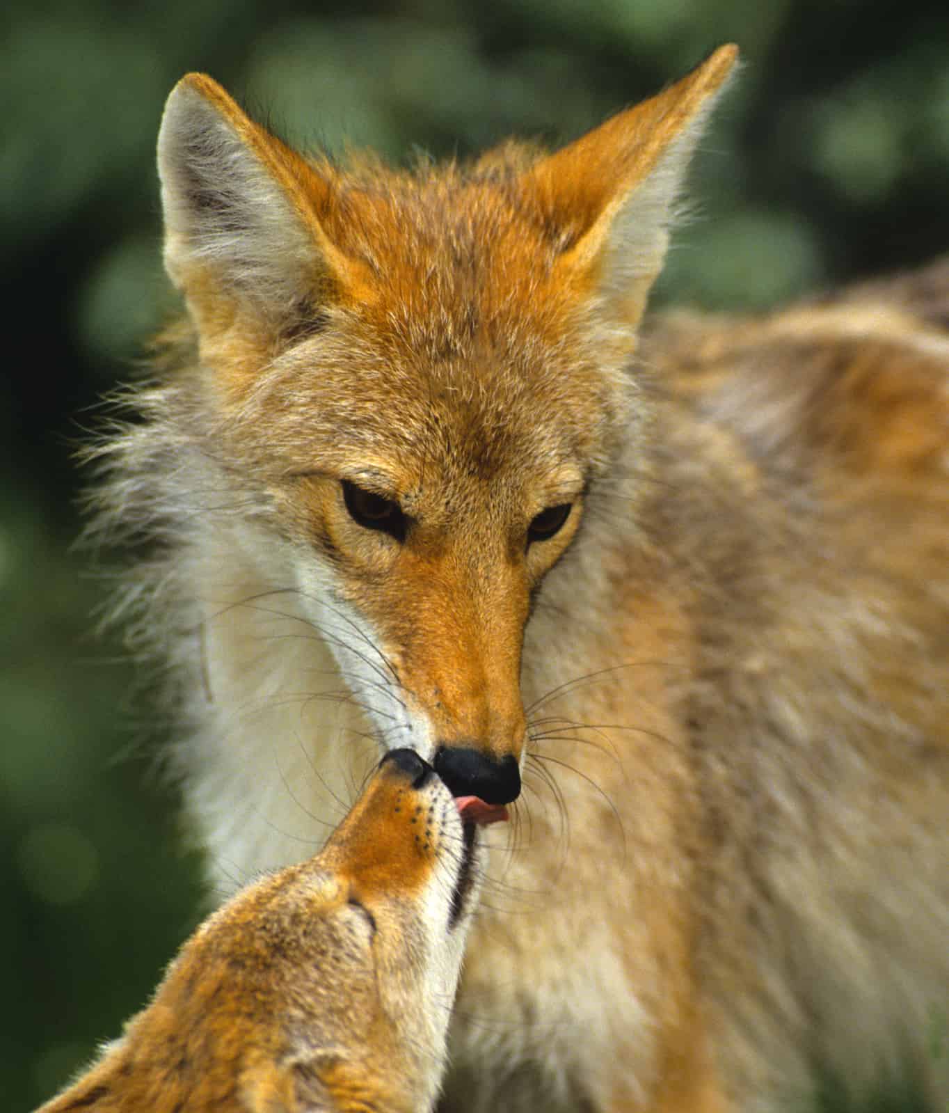 Baby Coyote Pup: 11 Pictures and 10 Incredible Facts - A-Z Animals
