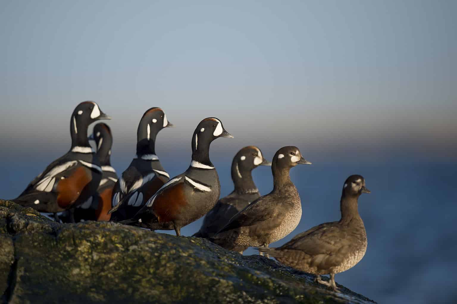 What Is the Pacific Flyway? Why It's Important and the Birds That Use ...