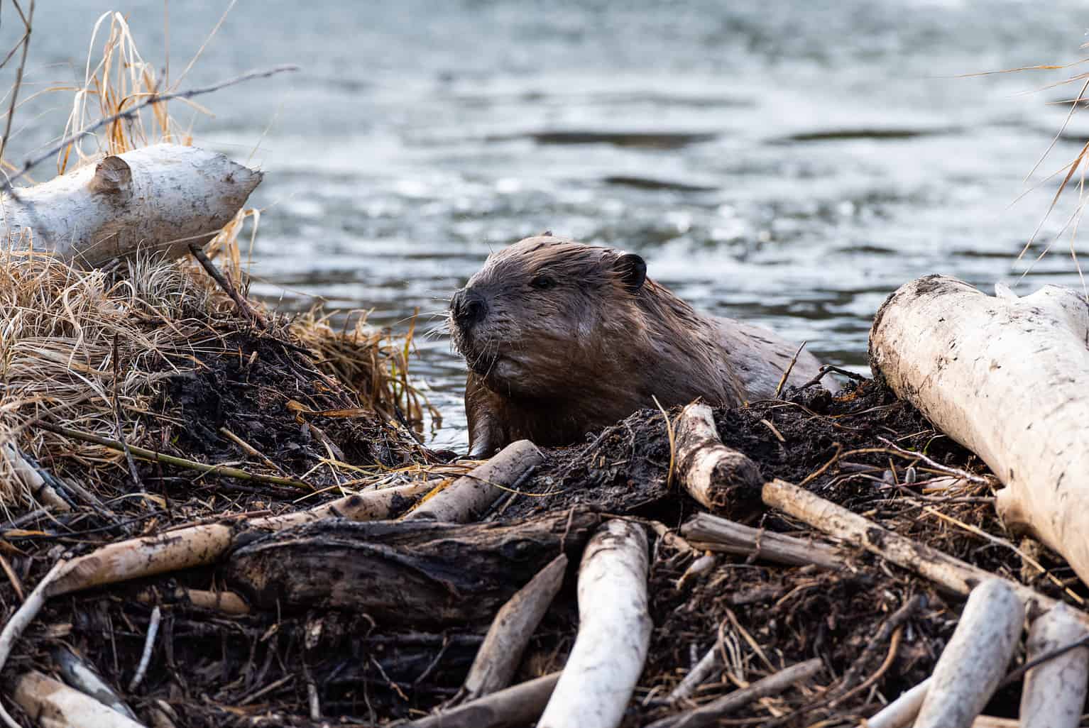 Beaver Dam vs. Muskrat Lodge: Which Structure Is in Your Pond? - A-Z ...