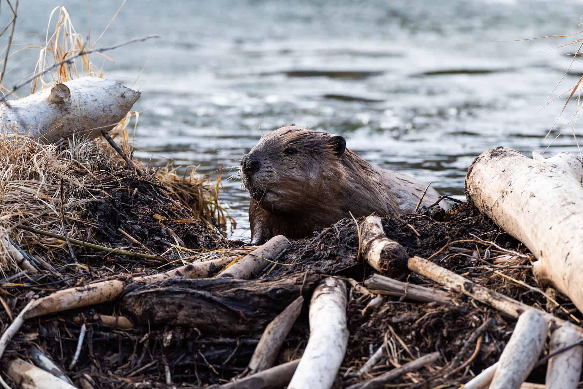 Beaver Dam vs. Muskrat Lodge: Which Structure Is in Your Pond? - A-Z ...