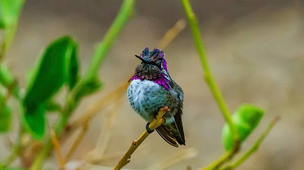 Discover Hummingbird Migration Patterns and Timing
