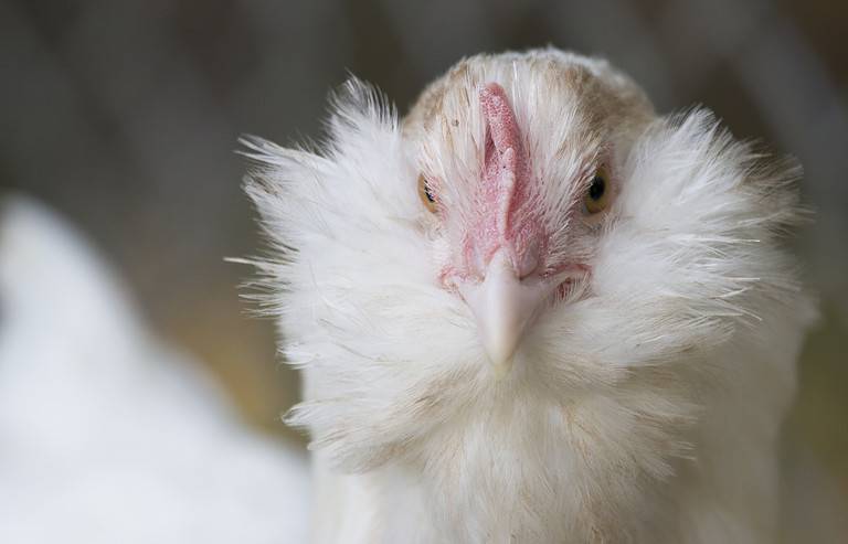 28 White Chicken Breeds You Are Sure to Love - A-Z Animals