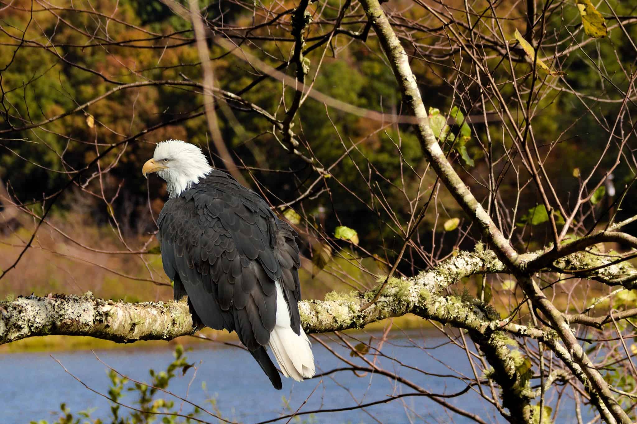 How Many Bald Eagles Are in Each U.S. State? - A-Z Animals Slideshows