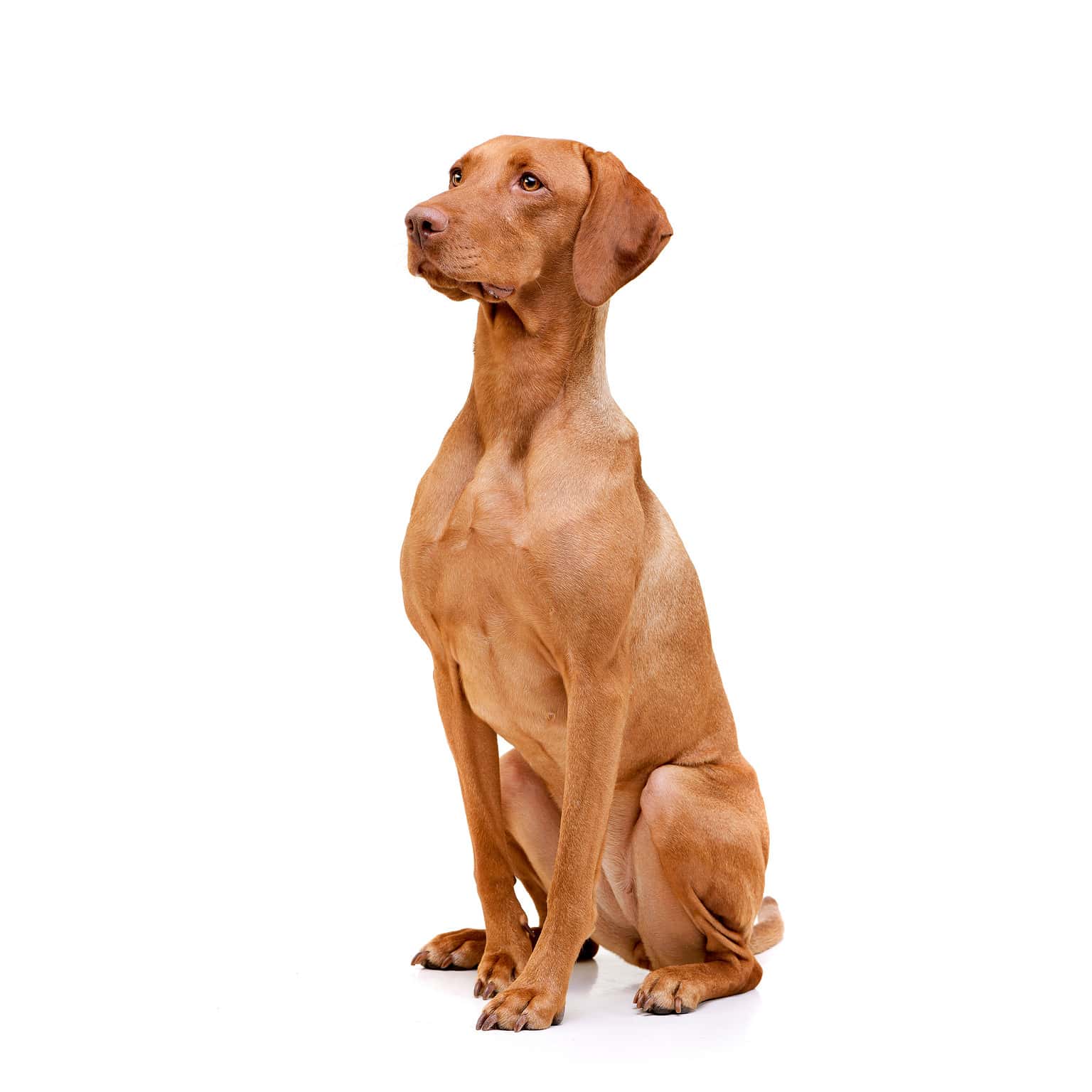 Vizsla Lifespan: How Long Do Vizslas Live? - A-Z Animals