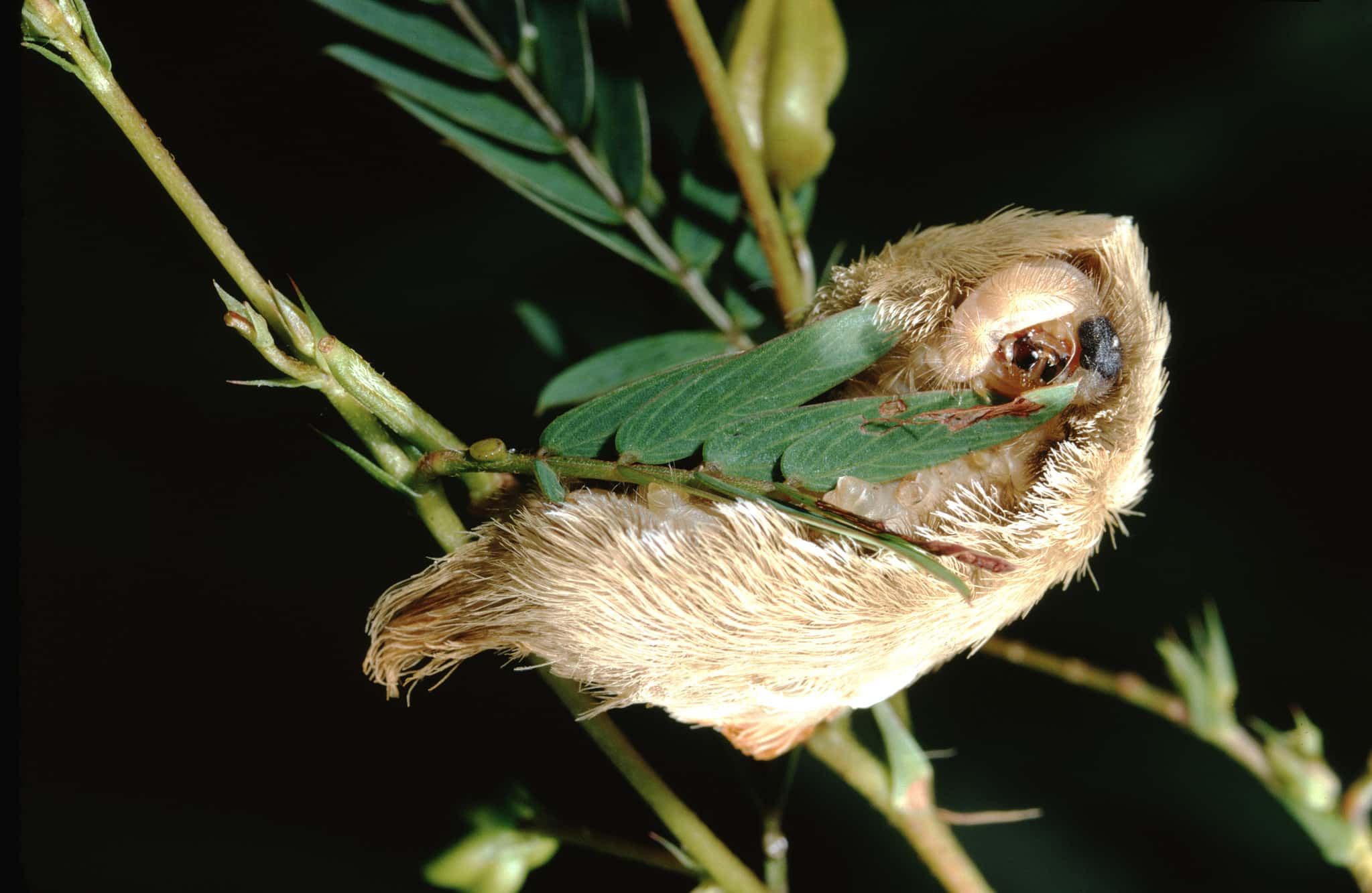 The Caterpillar You Do NOT Want to Pet - A-Z Animals