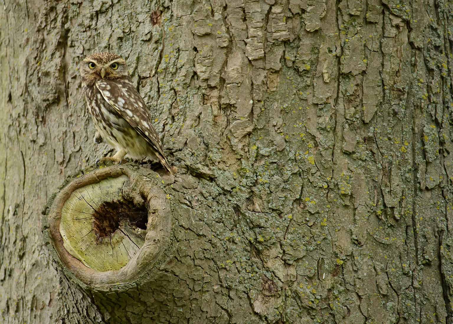 5 Colors Of Owls (Most Common to Rarest) - A-Z Animals