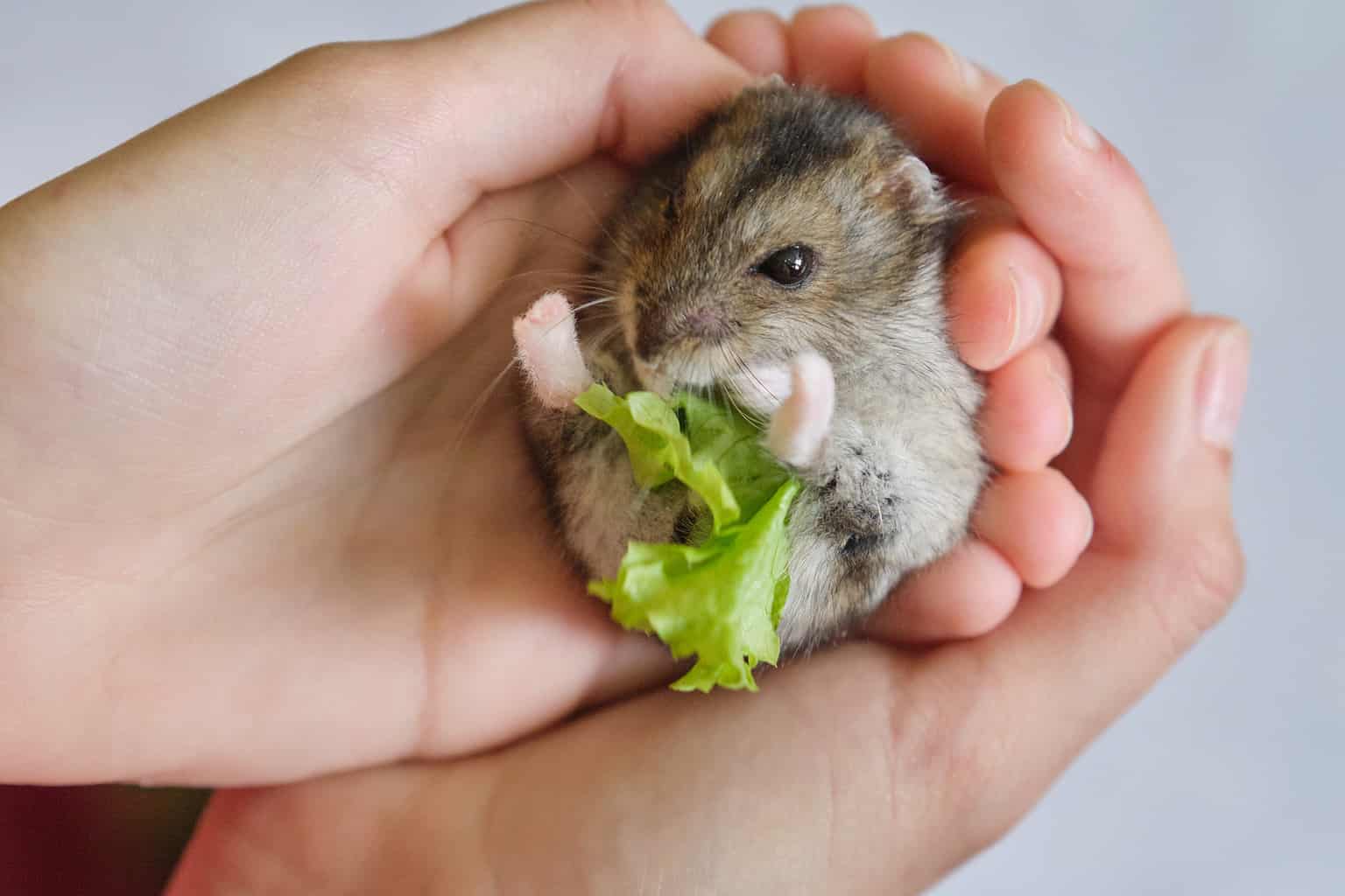 15 Common Hamster Health Issues That Often Limit Their Lives - A-Z Animals